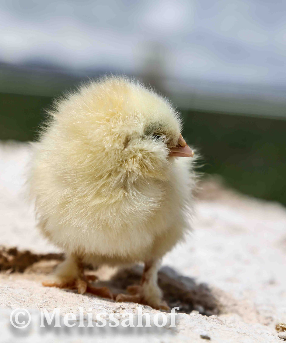 Hatchery: Baby Chicks, Hatching Eggs, and Started Pullets – Melissahof