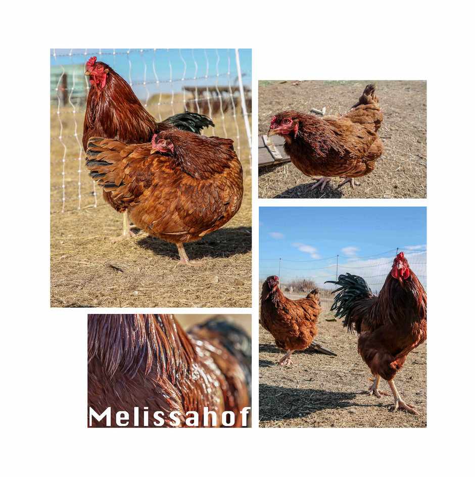 Melissahof Hatchery® Chicken Hatchery, Poultry, and More