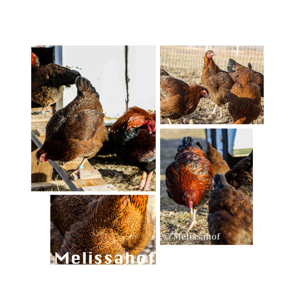 Melissahof Hatchery® Chicken Hatchery, Poultry, and More