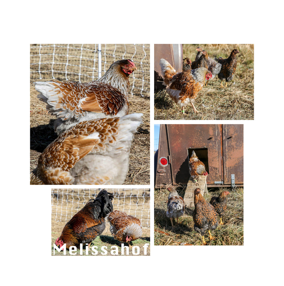 Melissahof Hatchery® Chicken Hatchery, Poultry, and More